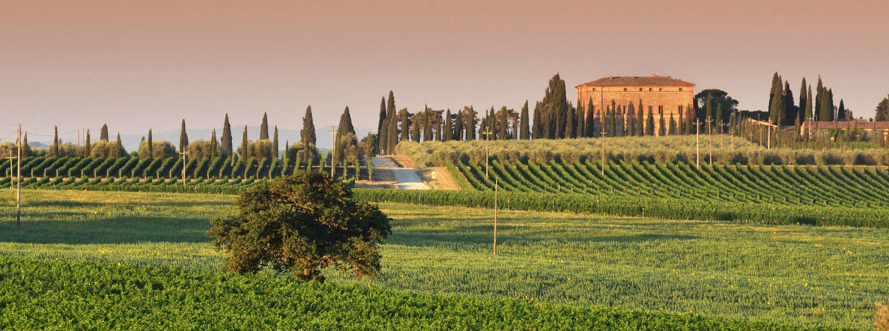 ARGIANO - Thorman Hunt